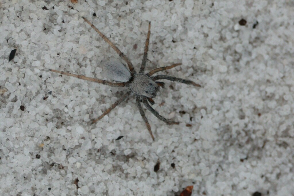 Burrowing Wolf Spiders from Highlands County, FL, USA on August 22 ...