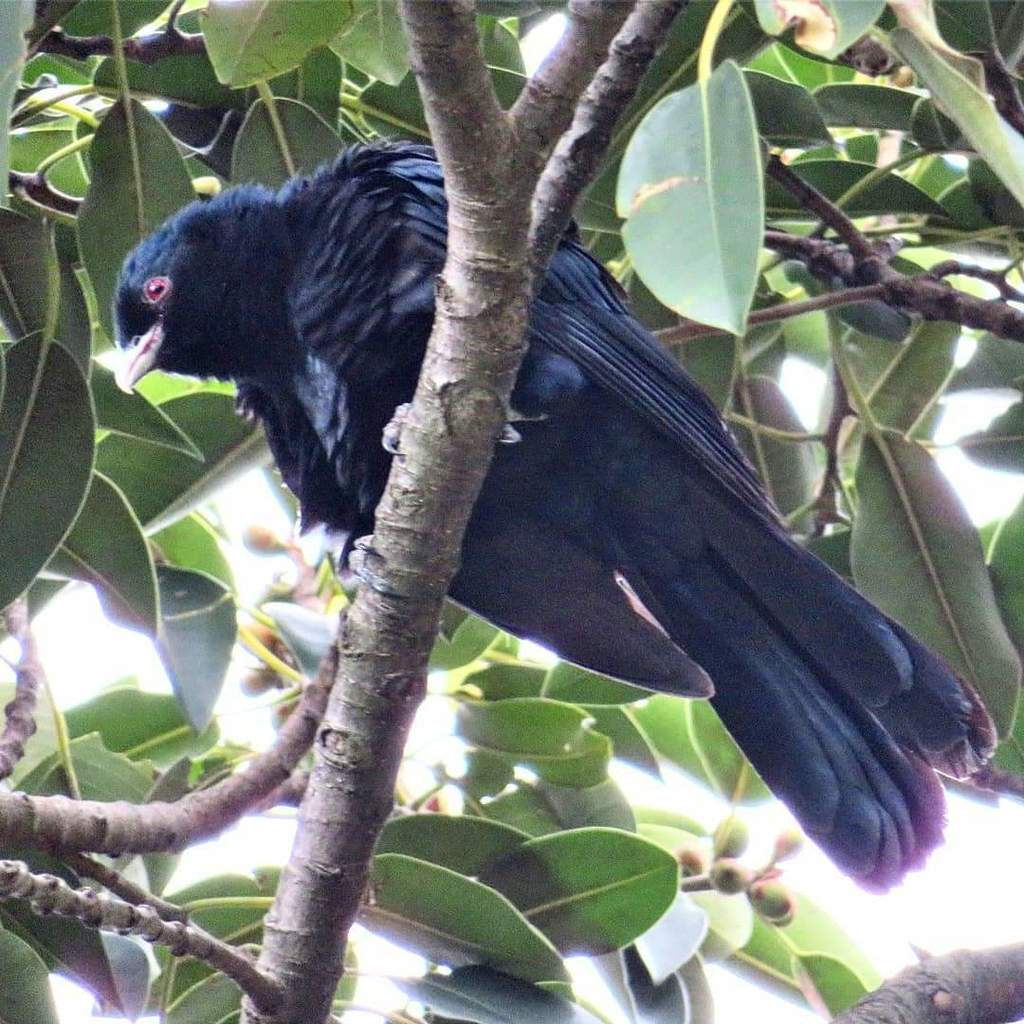 Pacific Koel from Melbourne VIC 3004, Australia on November 9, 2018 by ...