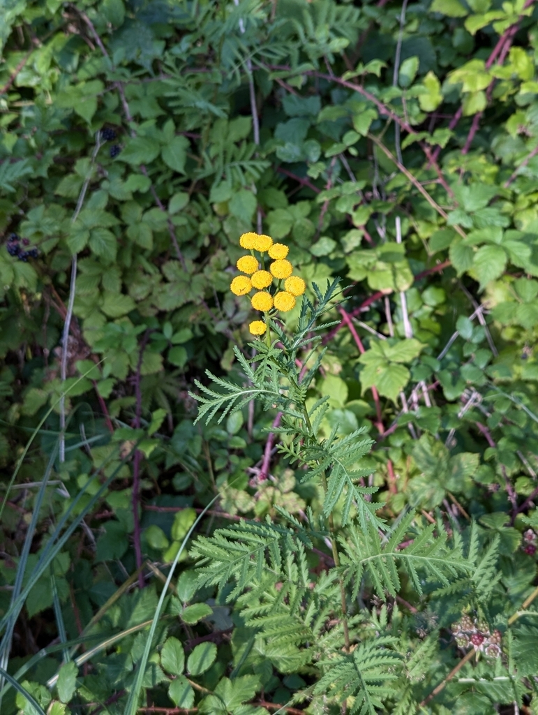 tansy from West Parley, Ferndown BH22 8UB, UK on August 24, 2024 at 06: ...