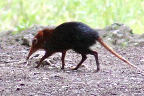 Zanzibar Black-and-rufous Sengi (Subspecies Rhynchocyon petersi adersi ...