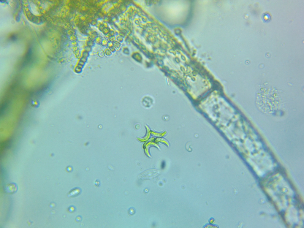 Selenastrum in August 2024 by abelkinser · iNaturalist