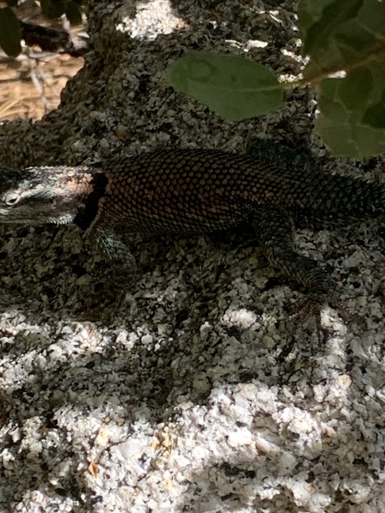 Yarrow's Spiny Lizard from Riverside County, CA, USA on August 16, 2024 ...