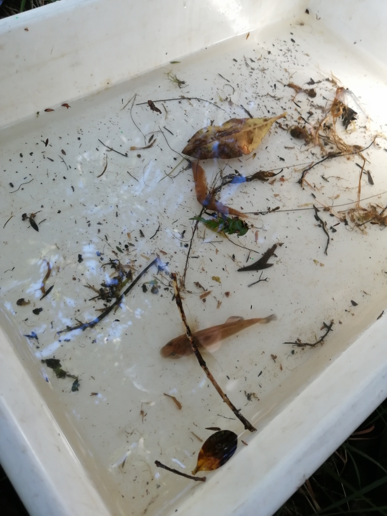 Gobiomorphus from Auckland, NZ on June 18, 2019 at 01:17 PM by ...