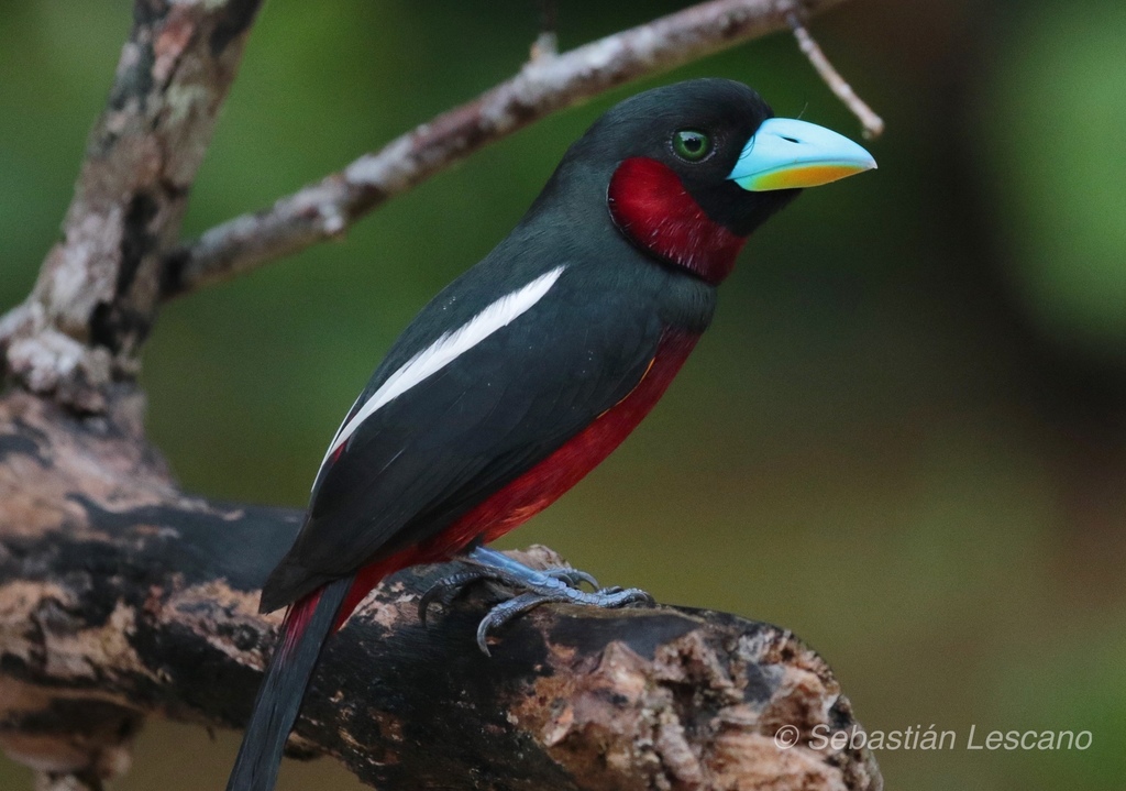 Typical Broadbills (Eurylaimidae) - Avian Discovery