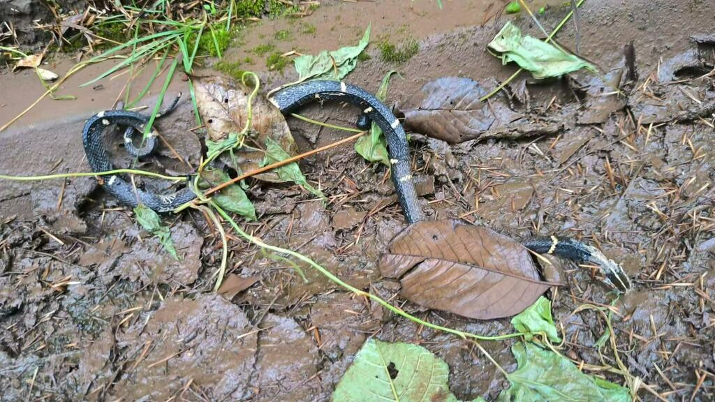 Fea's Viper from 中国云南省昆明市西山区 on August 25, 2024 at 03:13 AM by jincan ...