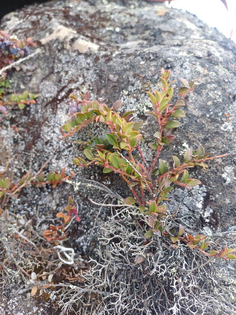 Andean blueberry from Guaranda, EC-BO, EC on August 24, 2024 at 01:03 ...
