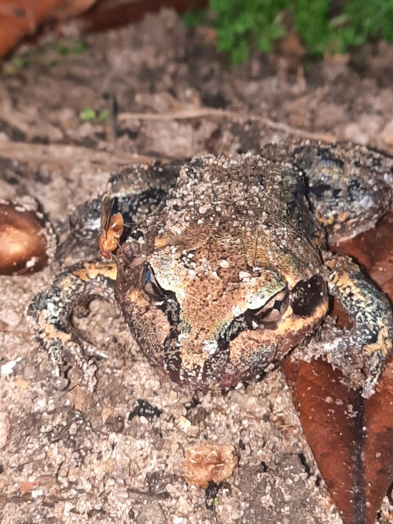 Scarlet-sided Banjo Frog from Greenbank QLD 4124, Australia on August ...