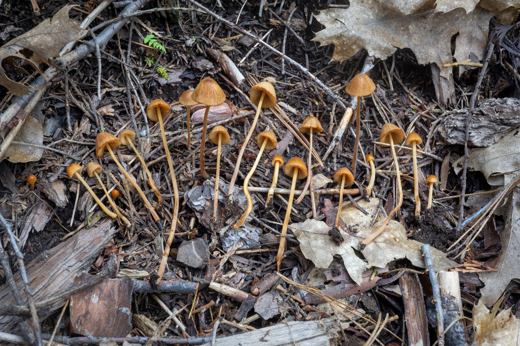Conocybe semiglobata from Eastern Shasta-Trinity National Forest ...