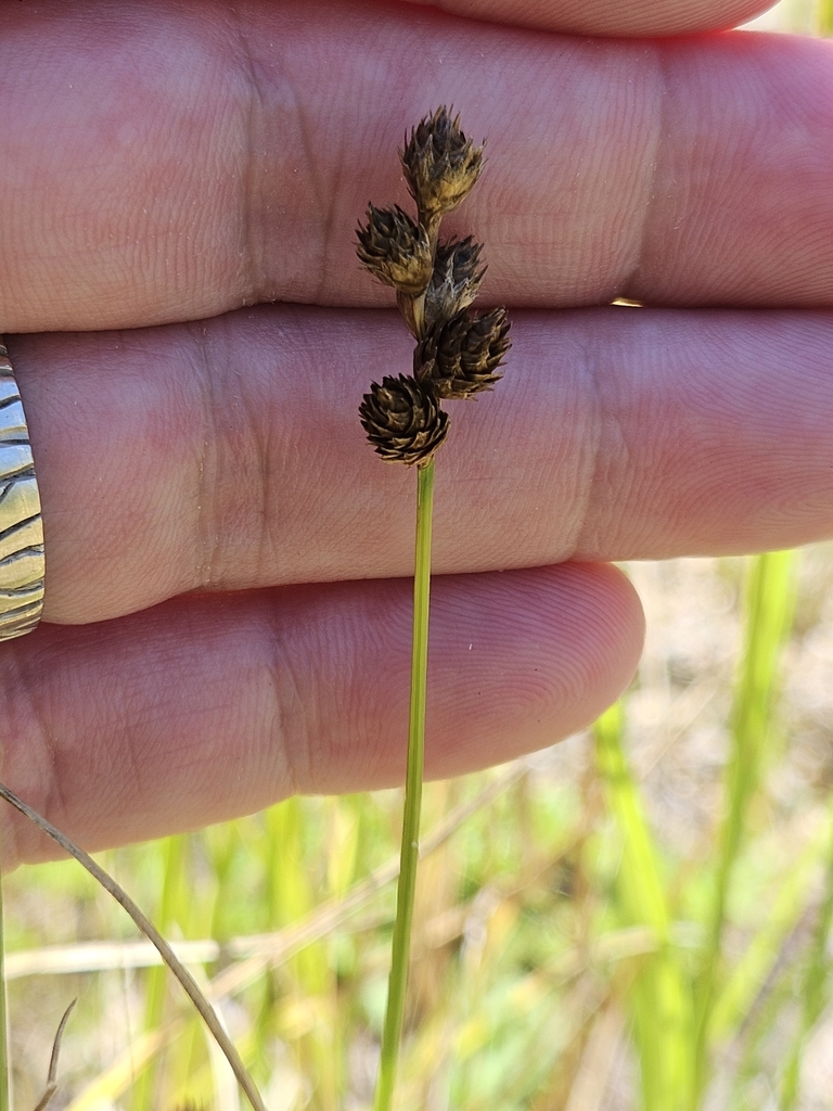 clustered sedge from Springfield, NS B0R 1H0, Canada on August 24, 2024 ...