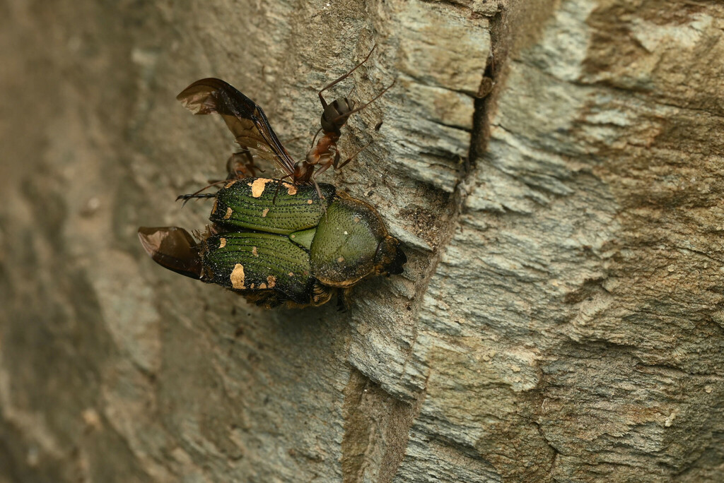 Blue Flower Chafer from 中国北京市海淀区百望山森林公园 on June 2, 2024 at 04:21 PM by ...