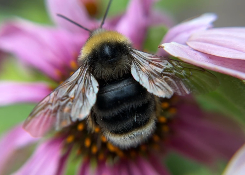 Western Bumble Bee from River Pointe Park, Garden City, ID, US on ...
