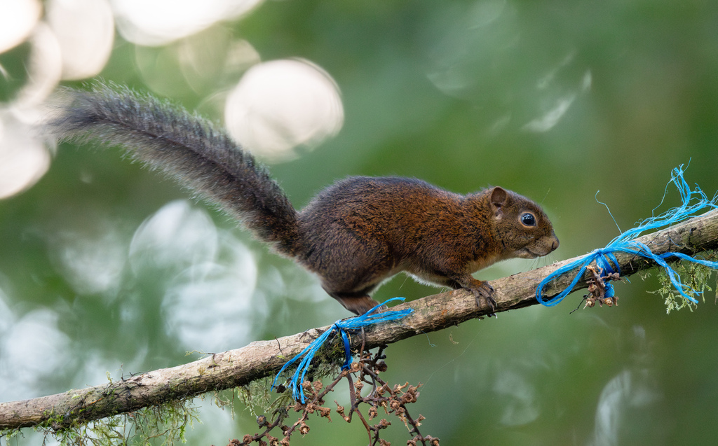 Andean Squirrel from Manizales, Caldas, Colombia on July 14, 2024 at 07 ...