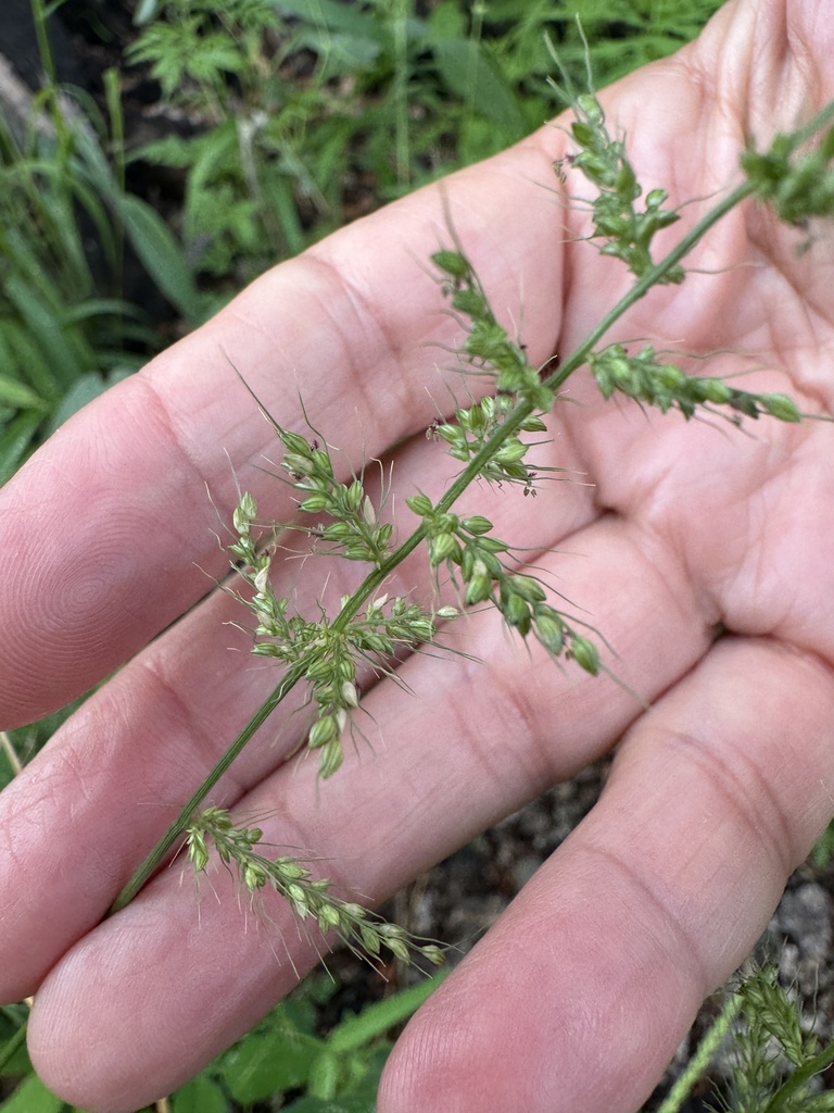 barnyardgrass from Pima, Arizona, United States on August 24, 2024 at ...