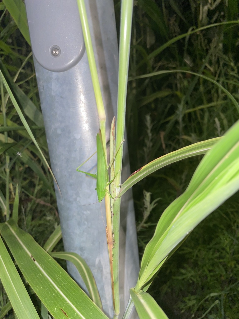 Large Conehead from Via Giarina, Burolo, Piemonte, IT on August 24 ...