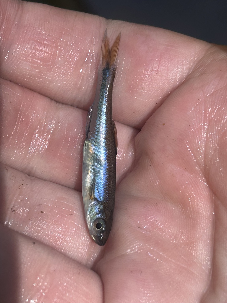 Pretty Shiner from George Newell Rd, Brookwood, AL, US on August 24 ...