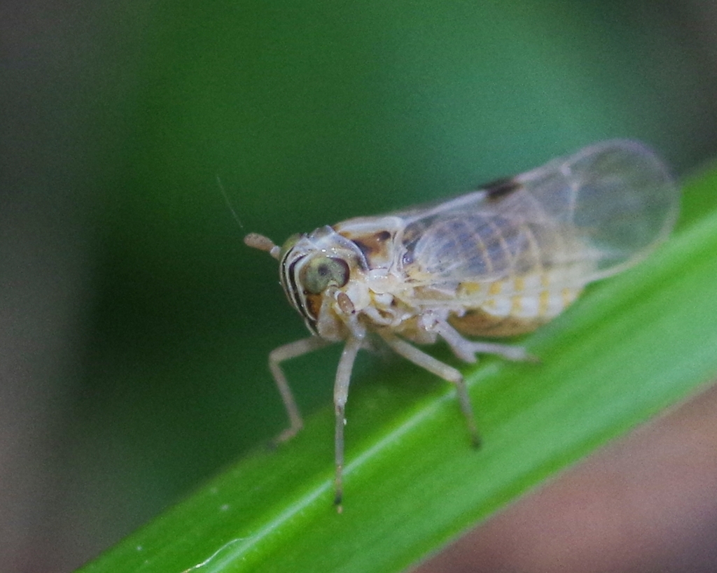 small brown planthopper from Kahlenbergerdorf, Wien, Österreich on ...