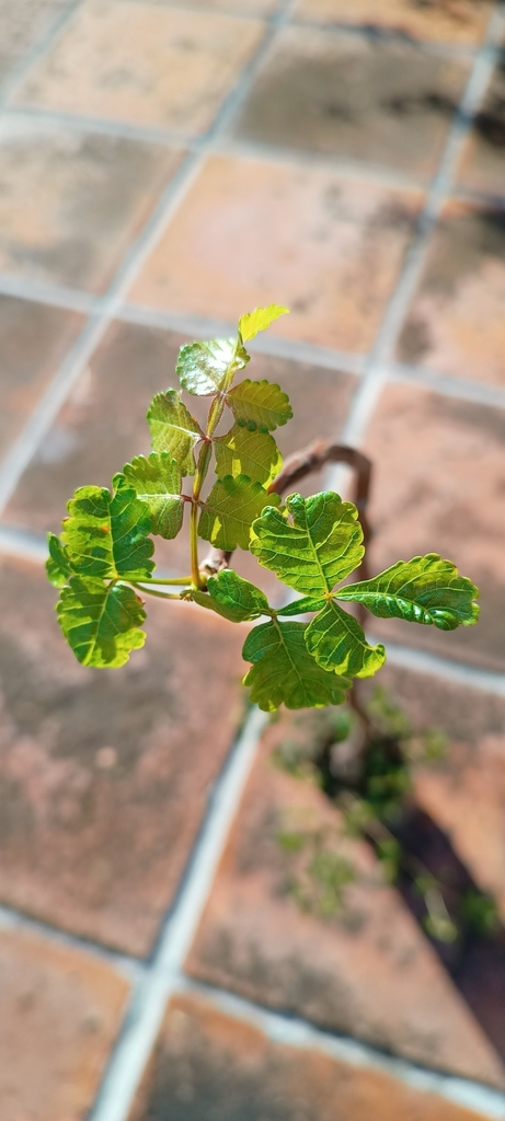 Bursera linanoe in August 2024 by Quilitic Grupo Ambiental · iNaturalist