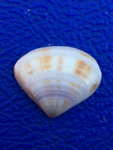 Tivela polita · iNaturalist