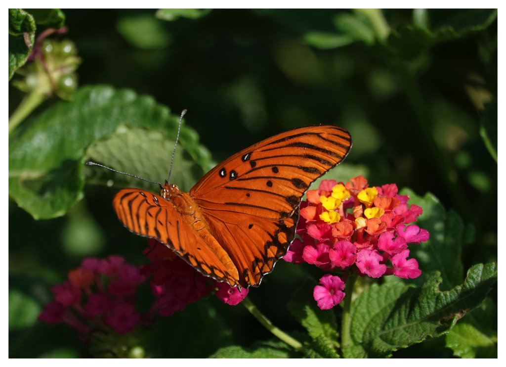Gulf Fritillary from Tanque Verde, AZ, USA on August 8, 2024 at 12:08 ...