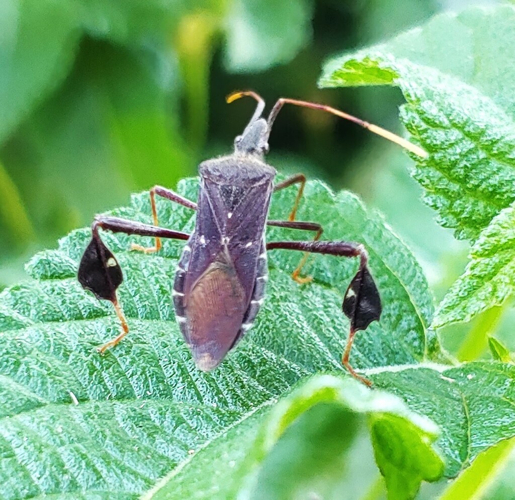 Northern Leaf-footed Bug from Mountain Park, GA, USA on August 24, 2024 ...