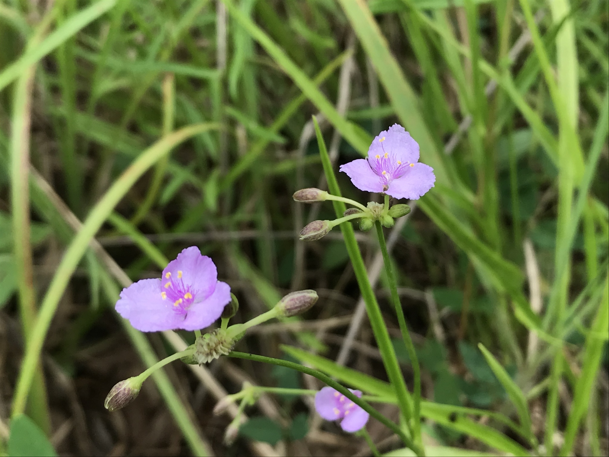Callisia rosea (Vent.) D.R.Hunt