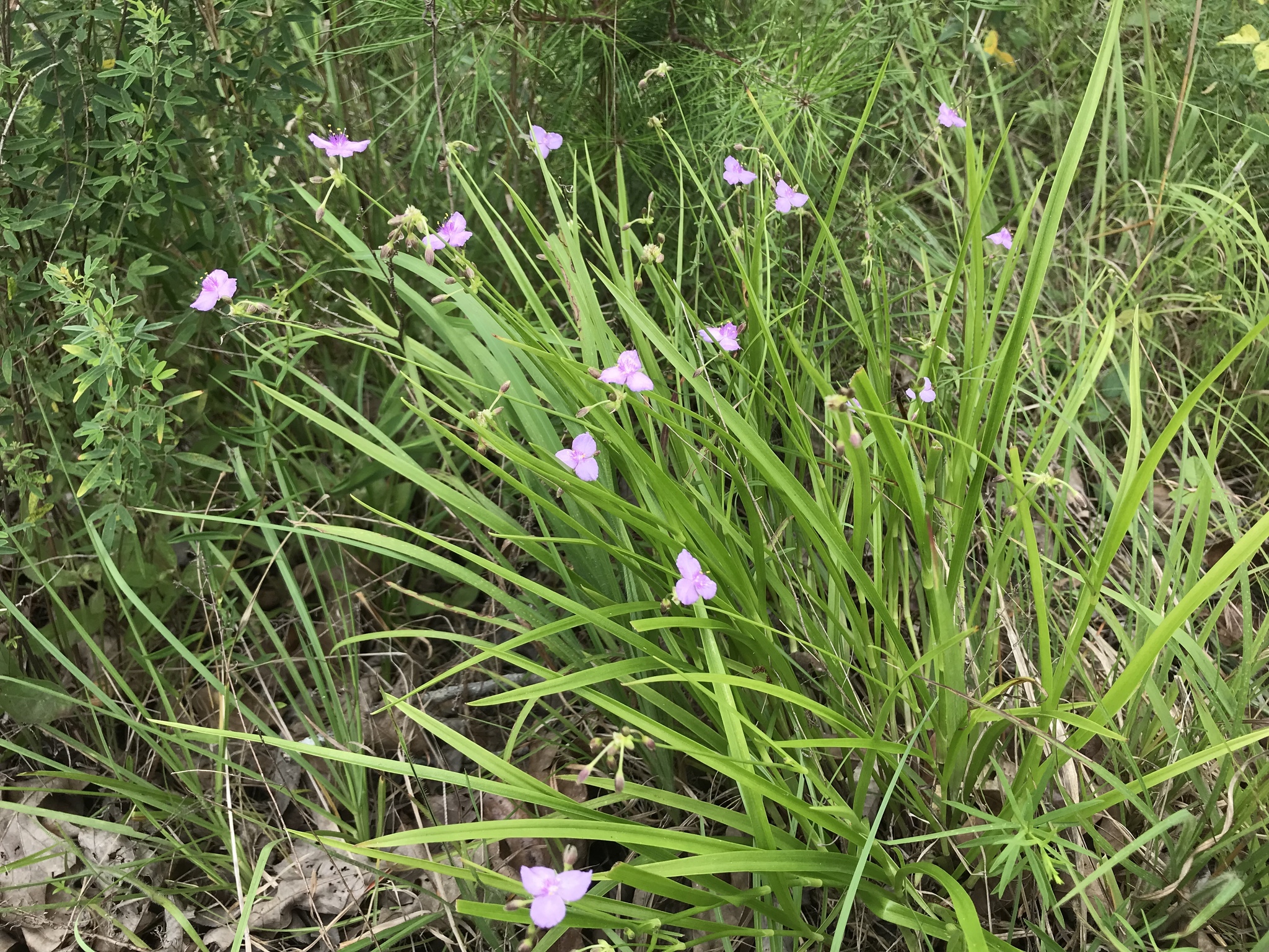 Callisia rosea (Vent.) D.R.Hunt