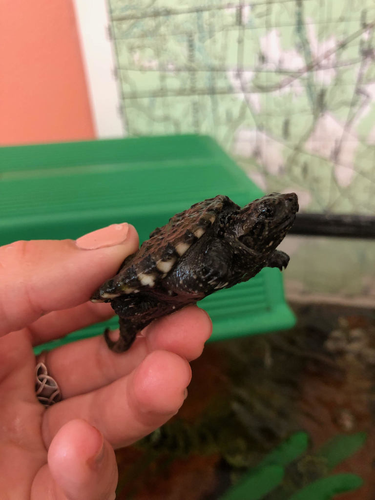 Common Snapping Turtle from 22051 Wilson Rd, Georgetown, DE 19947, USA ...