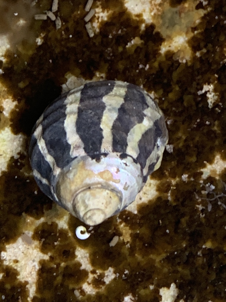 Zebra Top Snail from Little Manly Cove, North Harbour, NSW, AU on ...