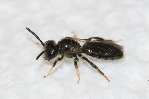 Panurginus polytrichus · iNaturalist