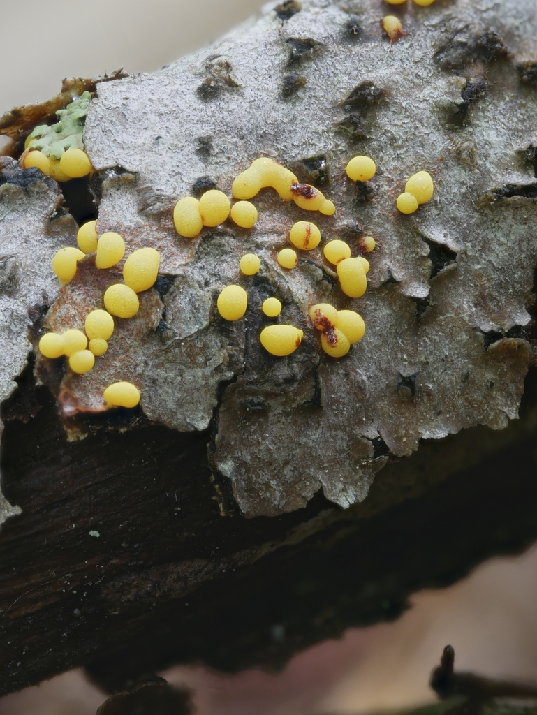 Physaraceae from Cattaraugus County, NY, USA on June 17, 2019 at 09:10 ...