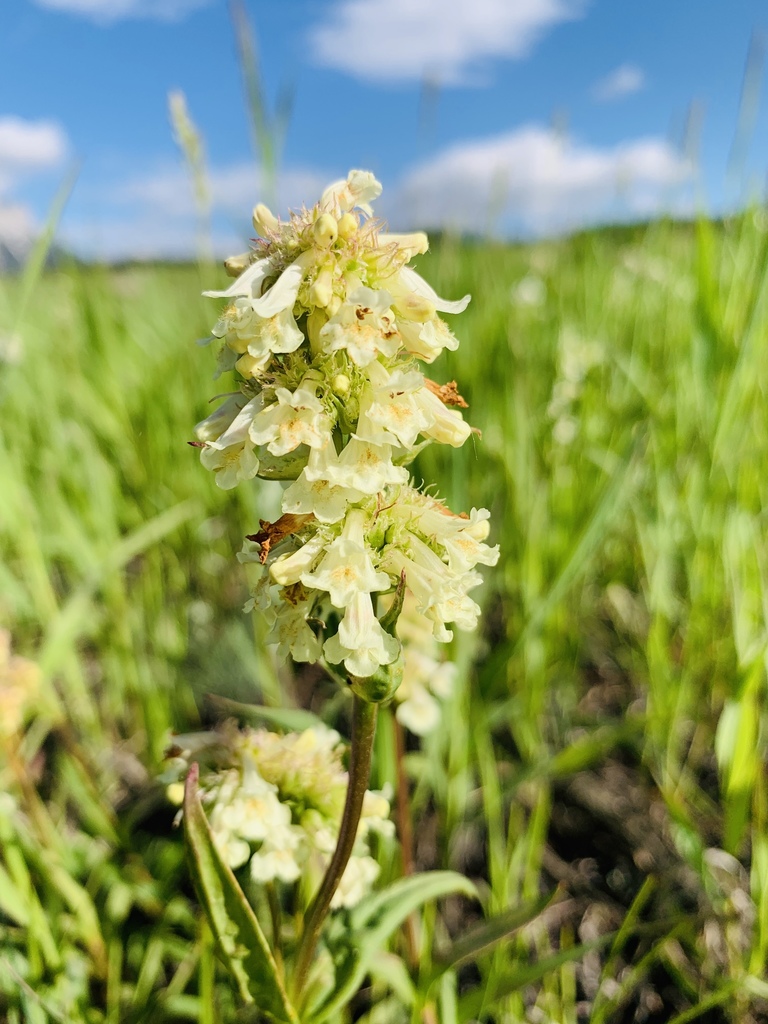 Yellow Beardtongue (Penstemon confertus) - Botanical Realm