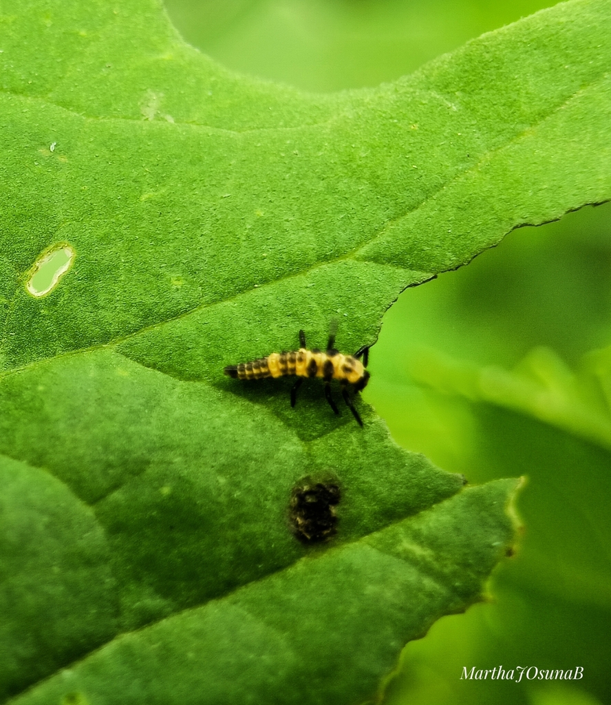 Spotted Pink Lady Beetle from 80390 Sin., México on August 22, 2024 at ...