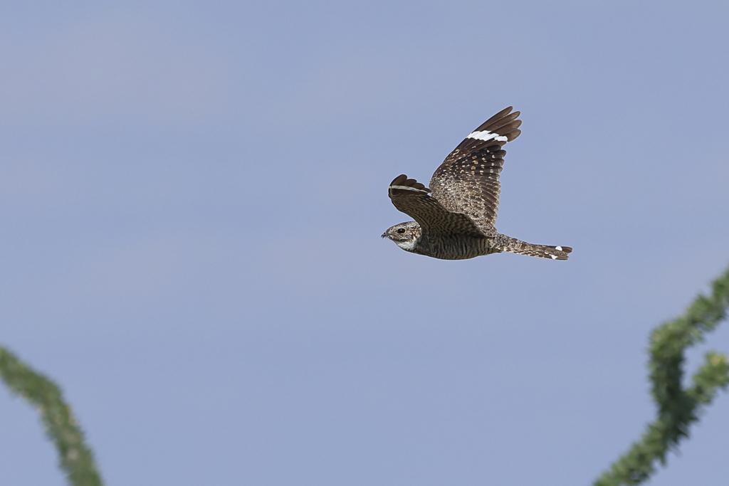 Lesser Nighthawk from Mina, N.L., México on July 10, 2024 at 08:57 AM ...