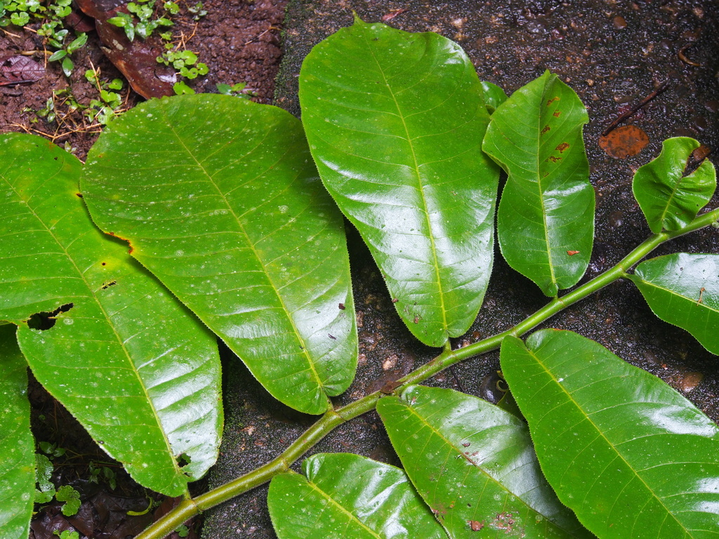 Panama rubber tree (Castilla elastica) - Botanical Realm