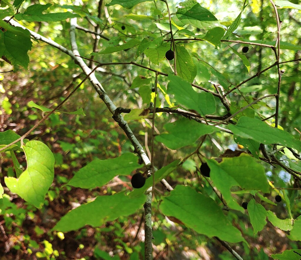 Dwarf Hackberry from Dekalb County, GA, USA on August 22, 2024 at 11:55 ...