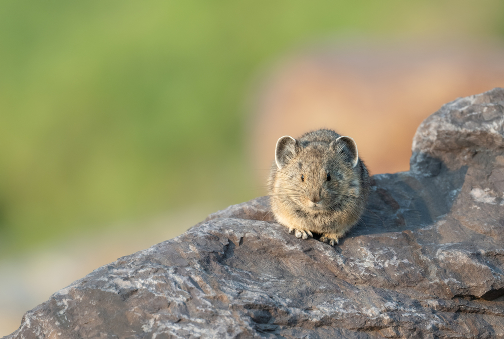 American Pika from Glacier County, MT, USA on August 23, 2024 at 08:41 ...
