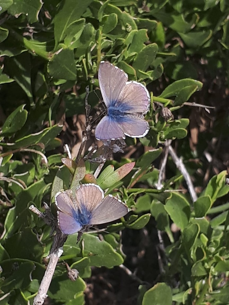 Common Bush Blue from 30 Penguin Place, Langebaan, WC, ZA on June 17 ...