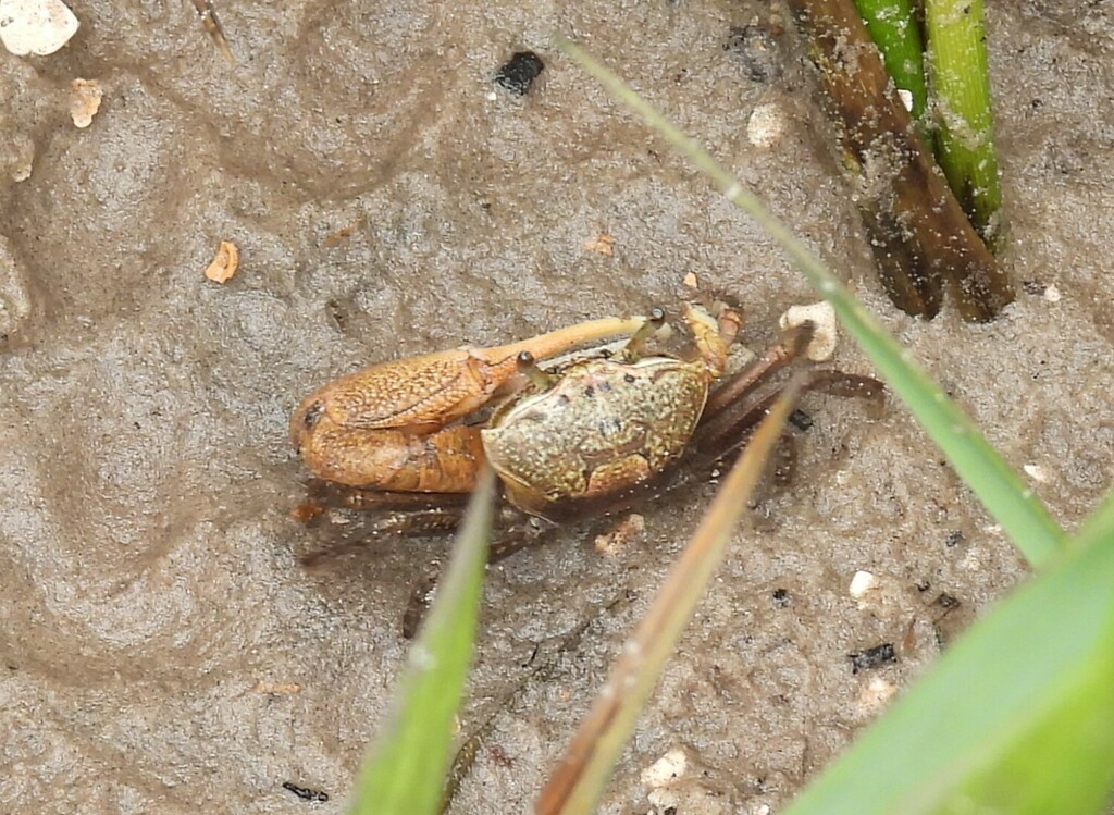 Mudflat Fiddler Crab from Tide Views Preserve, Duval Co., FL, USA on ...