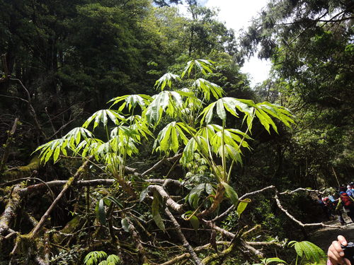 Heptapleurum taiwanianum · NaturaLista Colombia