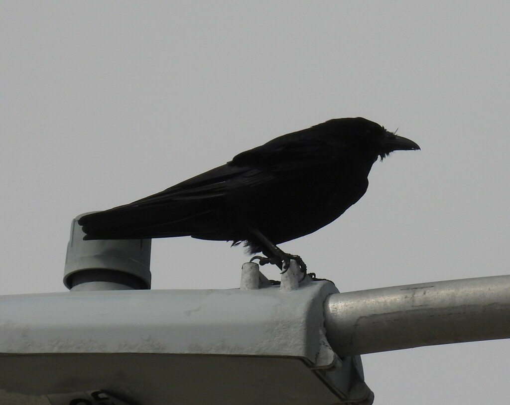 Crows and Ravens from Atlantic Blvd at Intercoastal Waterway ...