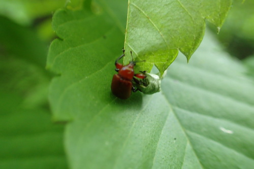 Henicolabus lewisi · iNaturalist