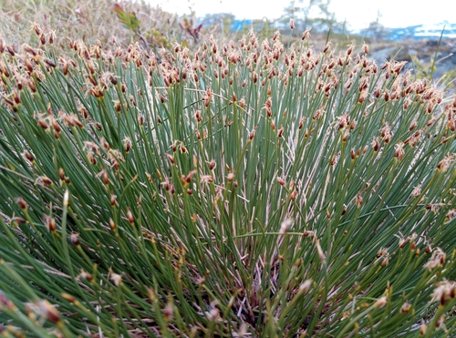 Northern deergrass (Subspecies Trichophorum cespitosum cespitosum ...