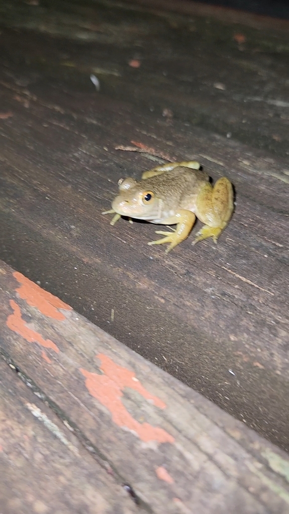 American Bullfrog from McCracken Township, MO, USA on August 24, 2024 ...