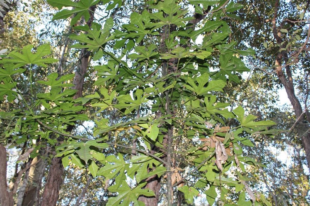 flame tree from Bellbird Park QLD 4300, Australia on August 24, 2024 at ...