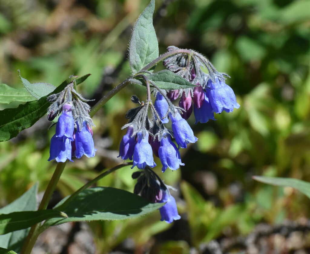 Tall Bluebell from Stikine Region, BC, Canada on June 13, 2024 at 12:38 ...