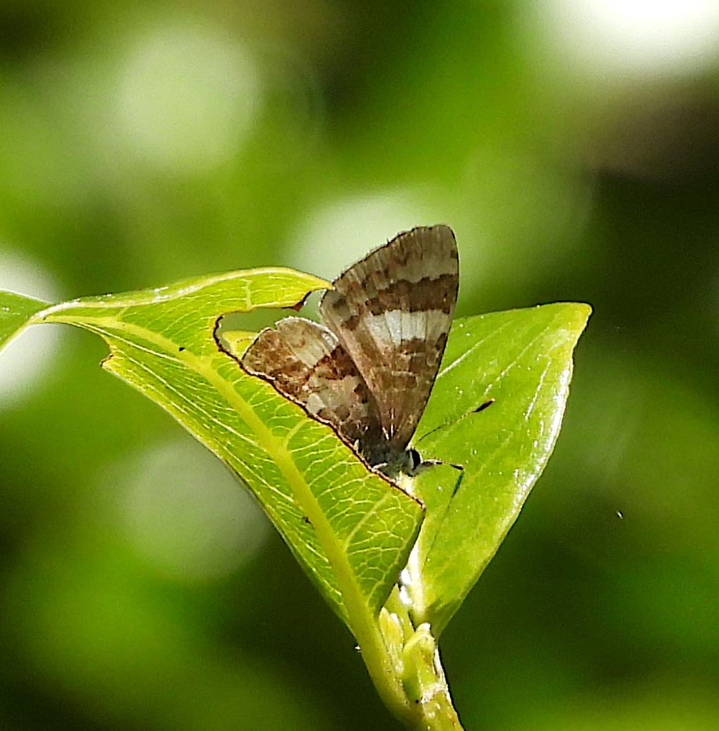 glistening blue from Maiala, Mount Glorious Rd, Mount Glorious QLD 4520 ...