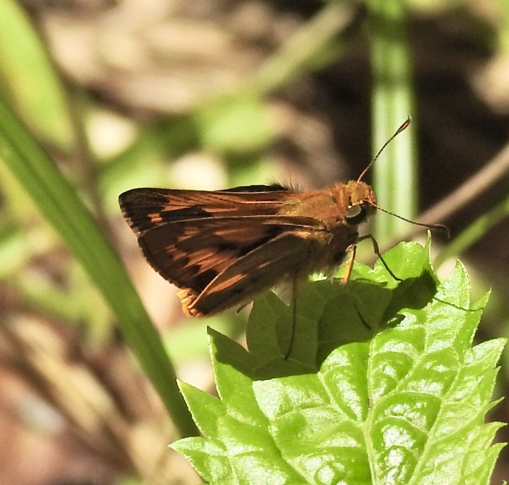 Bright-orange Darter from Cairns QLD, Australia on August 25, 2024 at ...