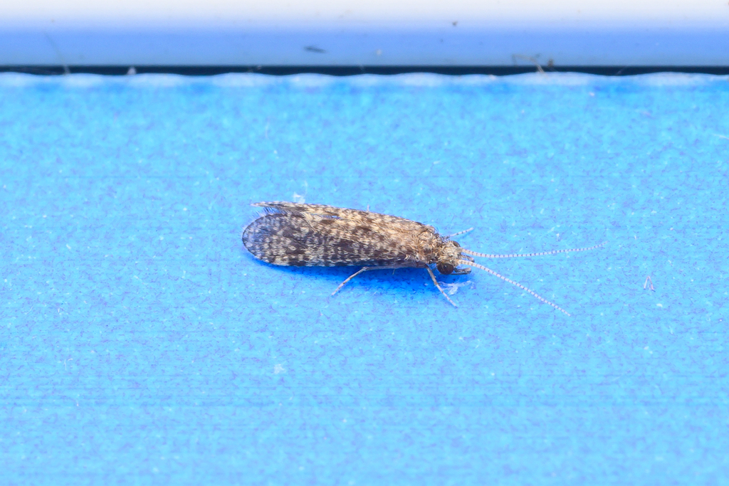 Ecnomus from 中国北京市朝阳区 on August 24, 2024 at 09:10 PM by Yushi Wang ...