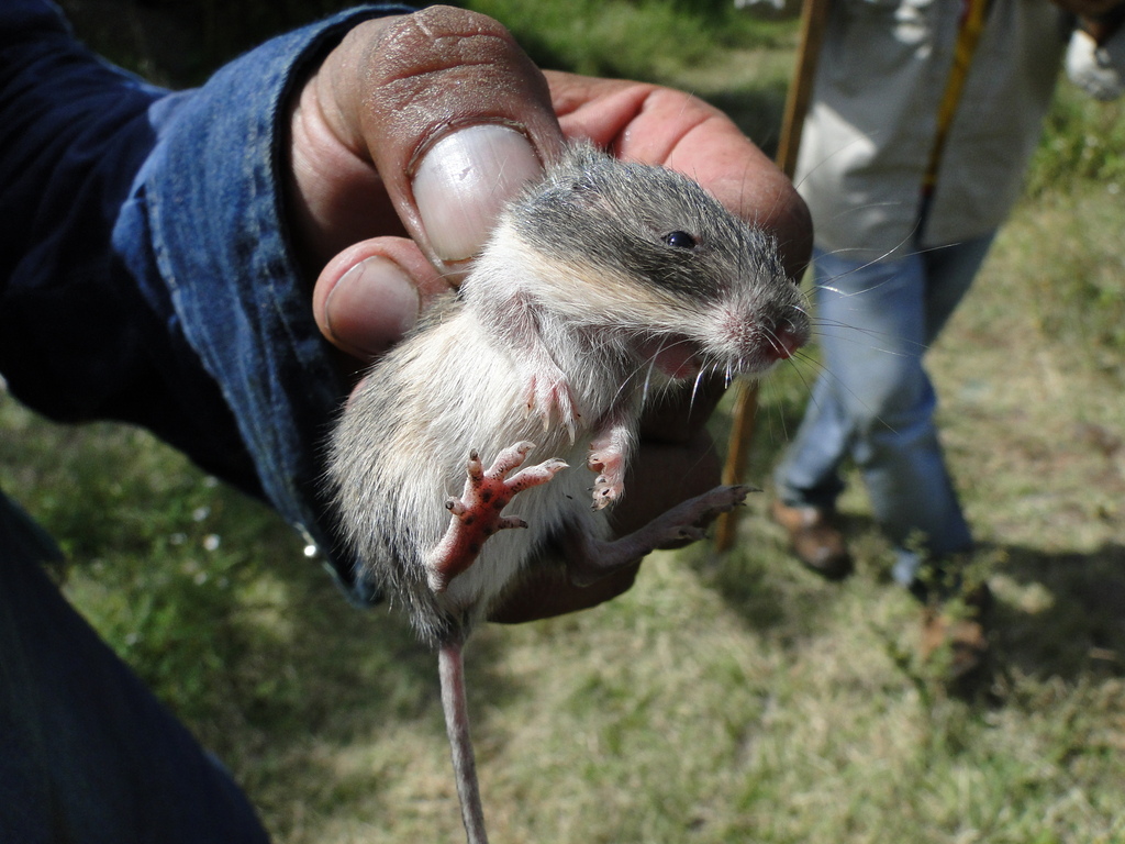 (Heteromys irroratus jaliscensis) - Know Your Mammals