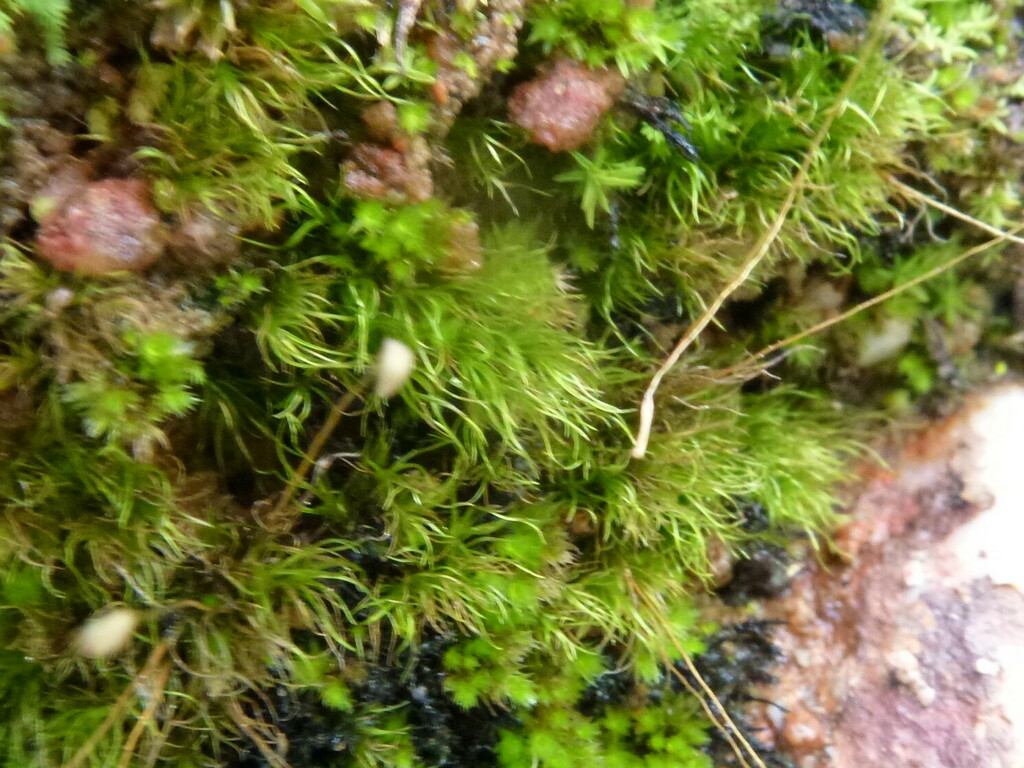 Cape Thread-moss from Scott Creek Conservation Park, SA 5157, Australia ...